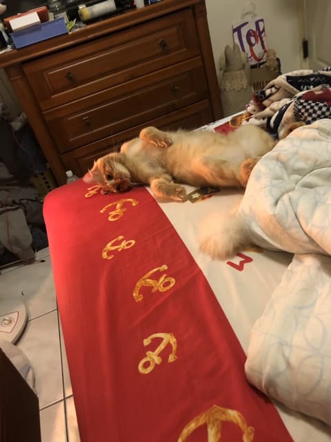 （首次🧸 ️寵物溝通）我是我家貓咪的女友⋯⋯⋯ - B49 留言 | Dcard