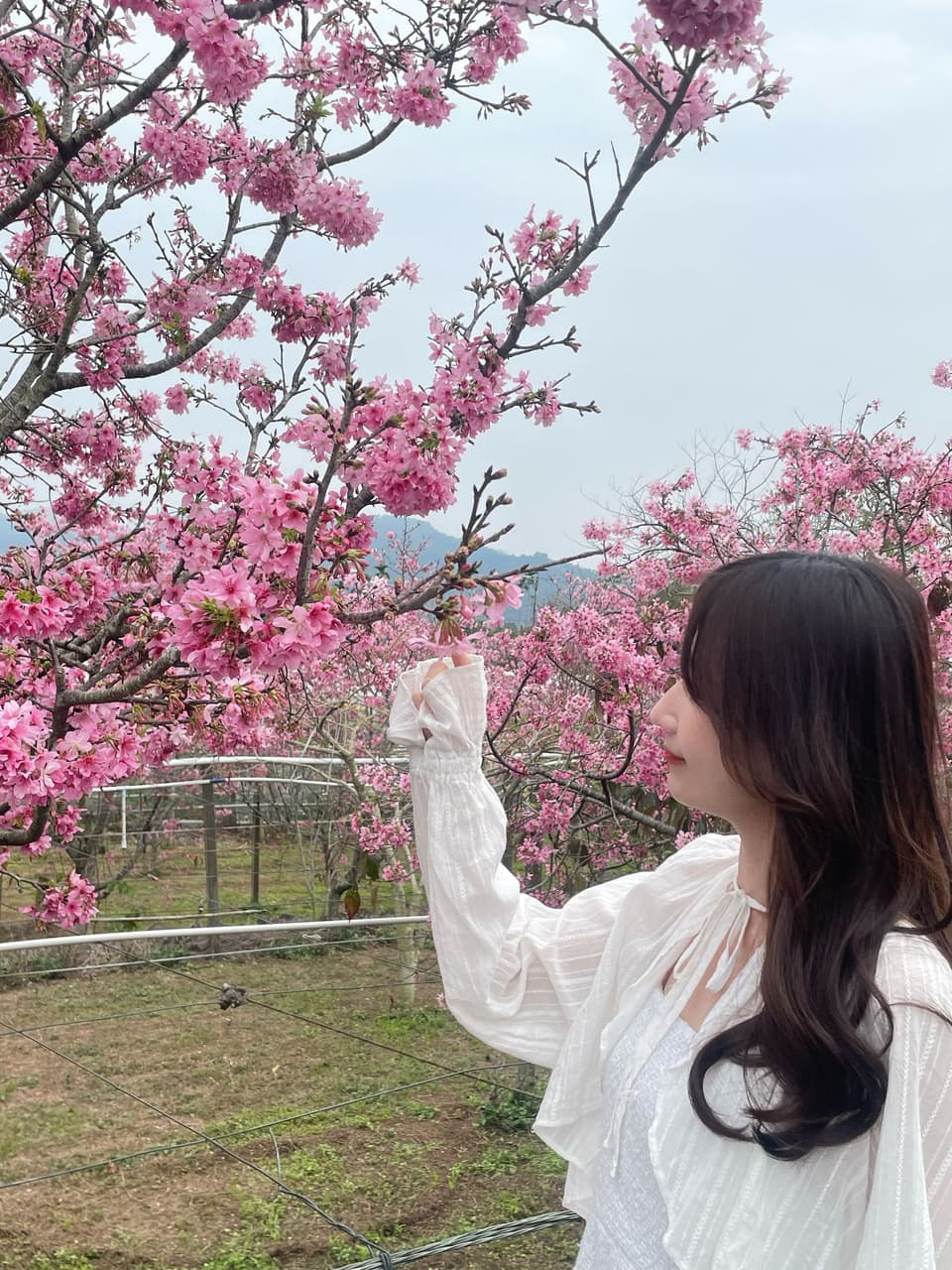 賞櫻的季節🌸+白色系穿搭 - 想睡覺的鼠 (@ayanezu) | Dcard