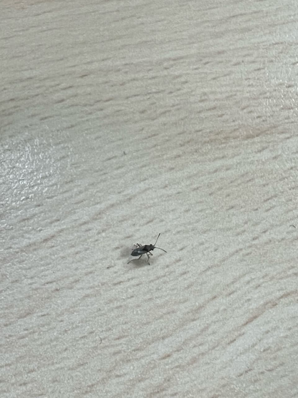 鑑定 請問這是什麼蟲子呀 昆蟲板 Dcard