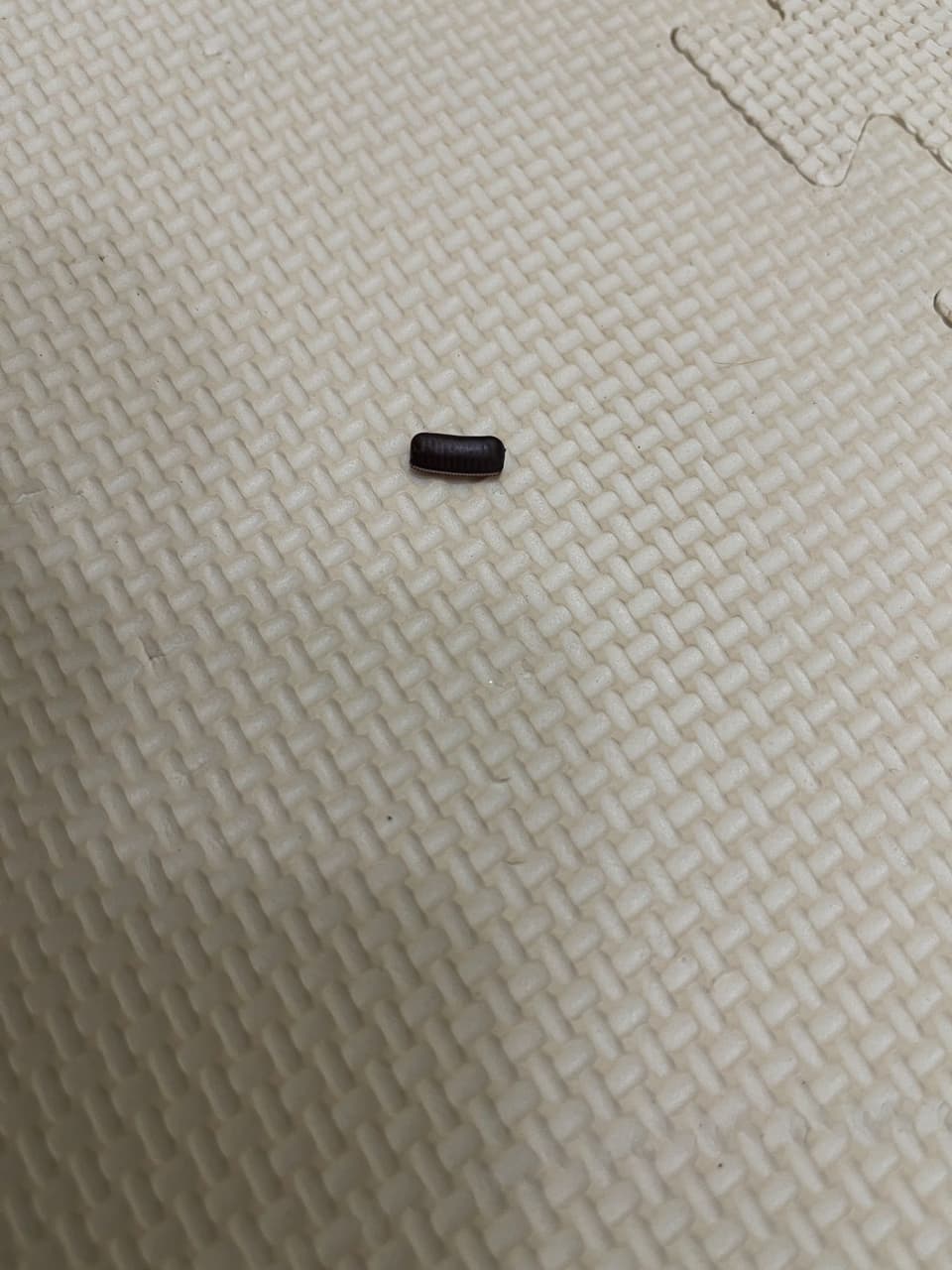 鑑定 鑑定 請問這是德國蟑螂嗎? 昆蟲板 Dcard