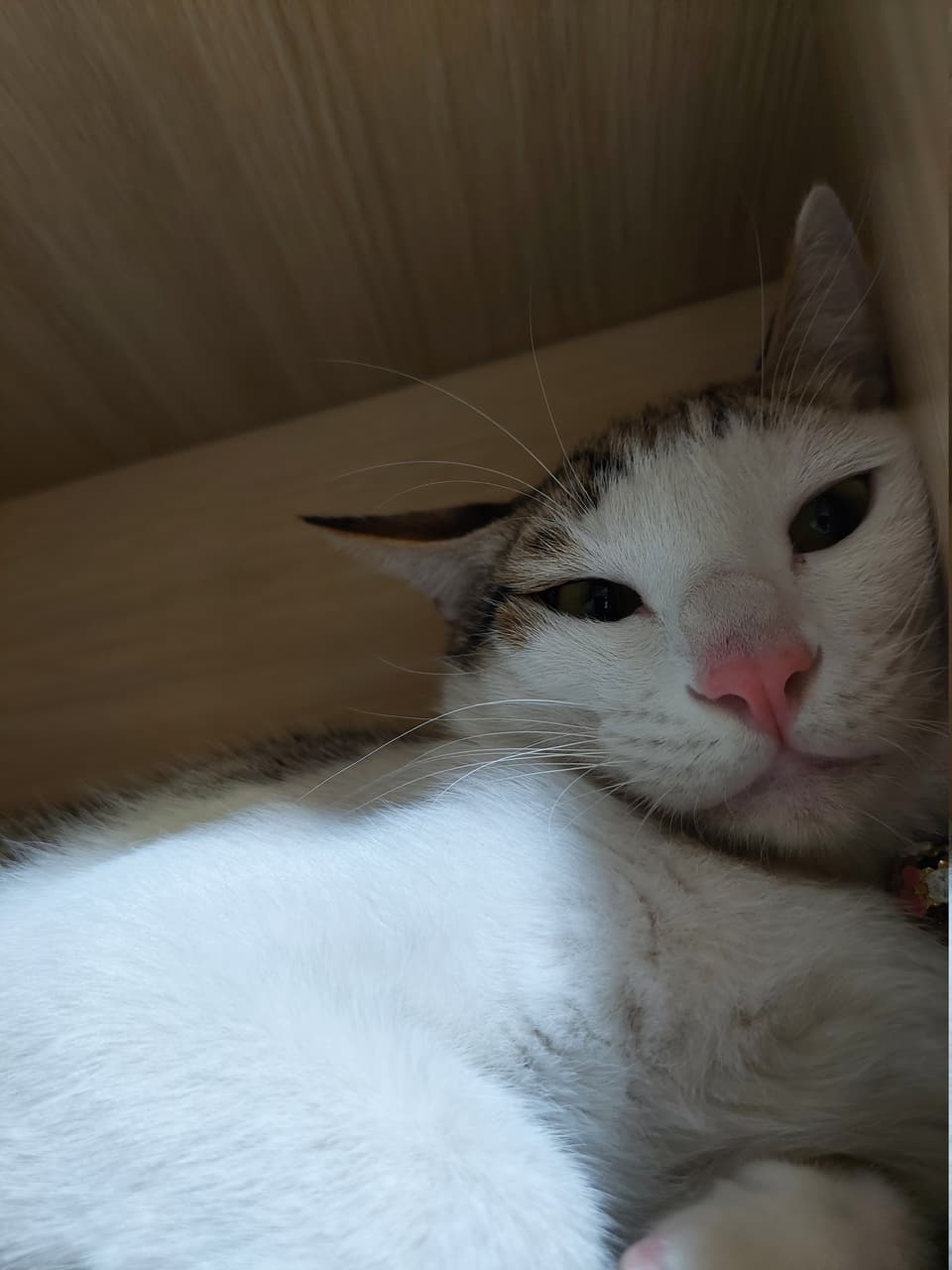 貓貓日常 - 本丸 (@r.x_0202) | Dcard