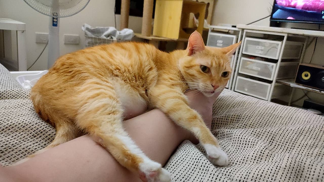 貓日記part2，碳碳來家之後 - 龍豬毛毛🤍 (@dpccsh) | Dcard