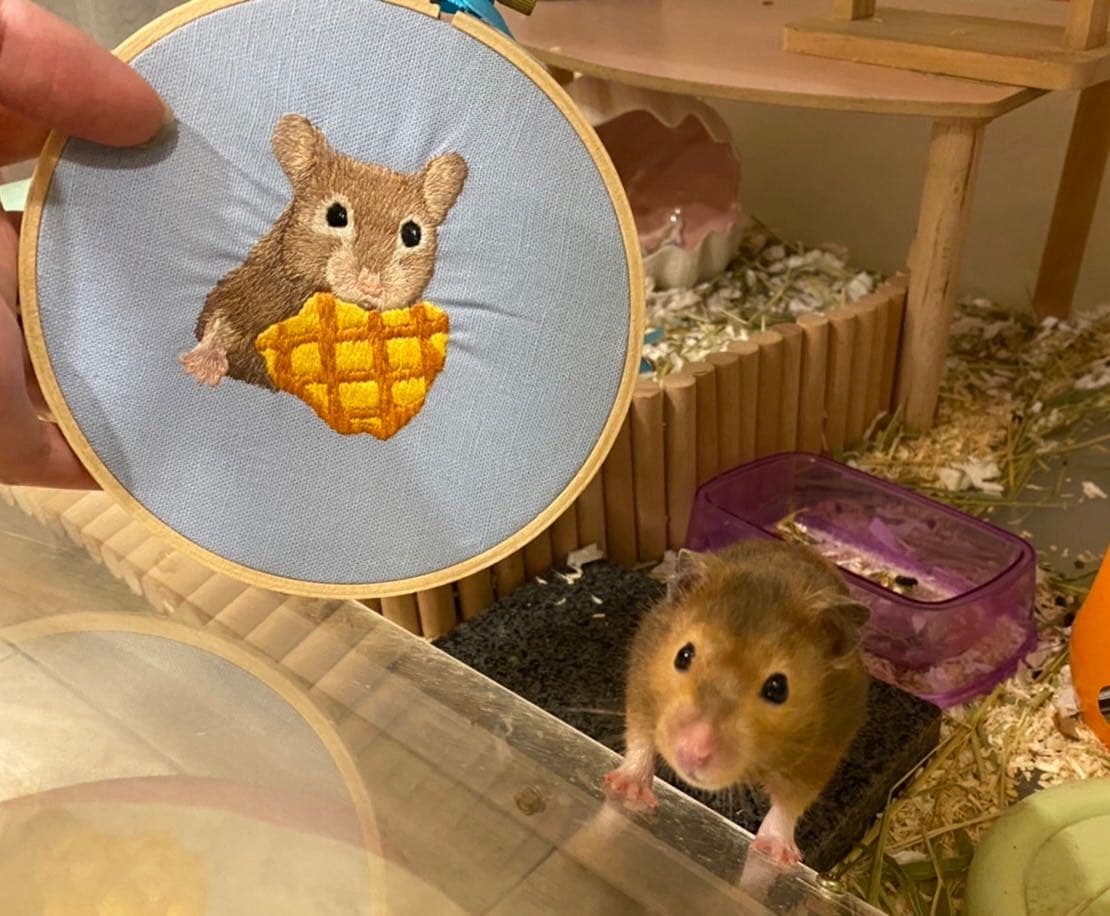 倉鼠🐹寫實刺繡作品分享 - 手作板 | Dcard