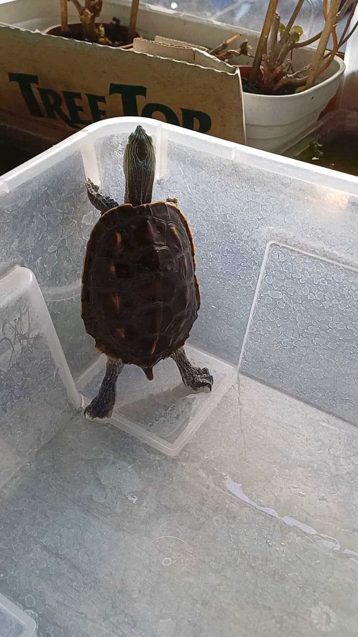 背影 - 歐皇貓貓 (@tsai_ching) | Dcard