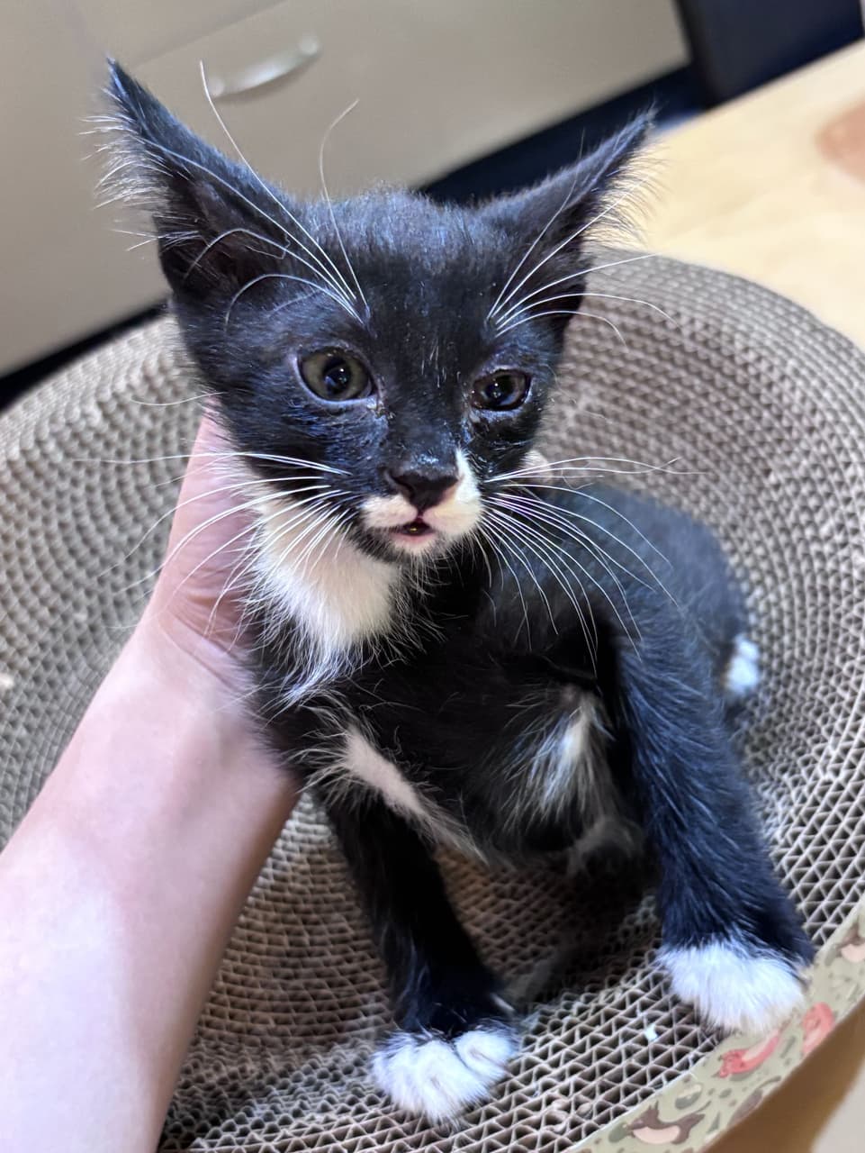 《台北》可愛小貓等待認養中 - 寵物板 | Dcard