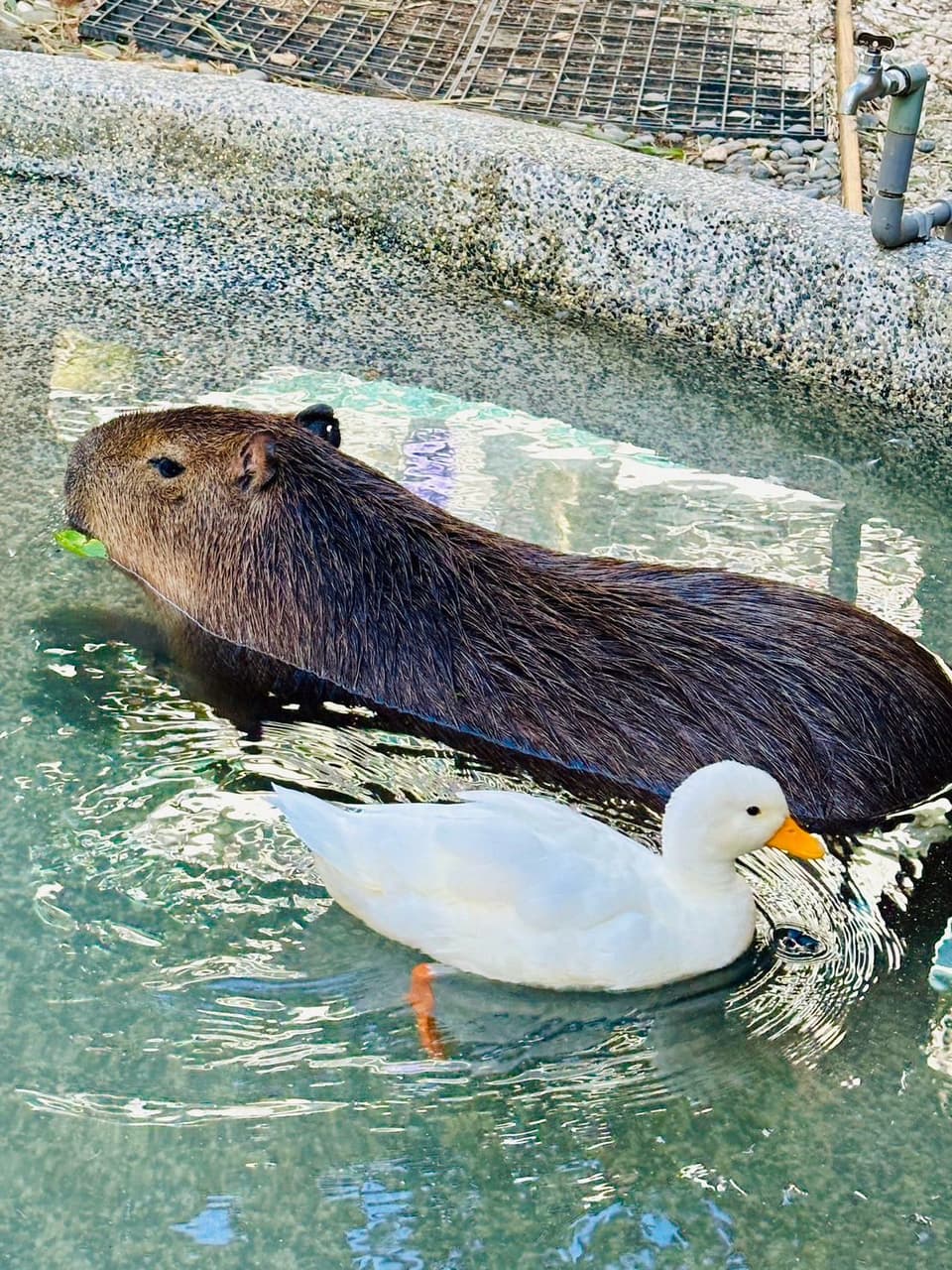 水豚騎士📍新北市土城區 - 美食板 | Dcard