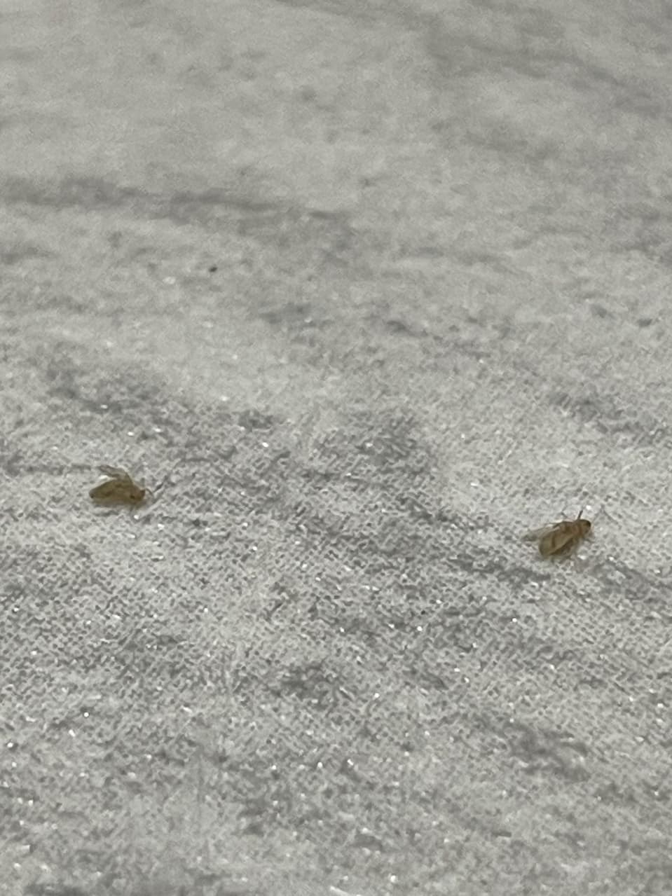 請益 請問這是什麼蟲子 昆蟲板 Dcard