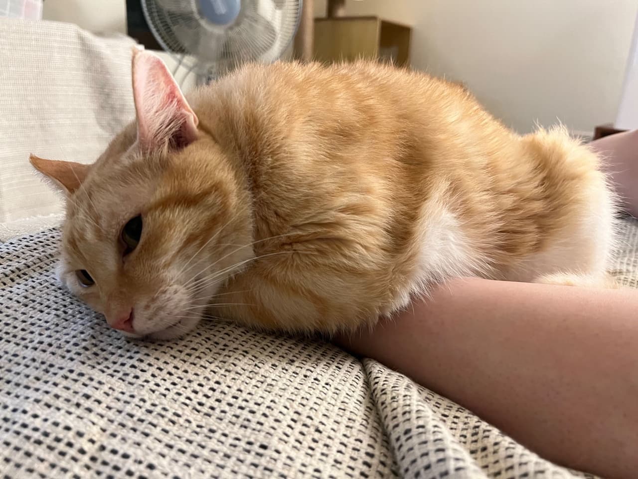 貓日記part2，碳碳來家之後 - 龍豬毛毛🤍 (@dpccsh) | Dcard