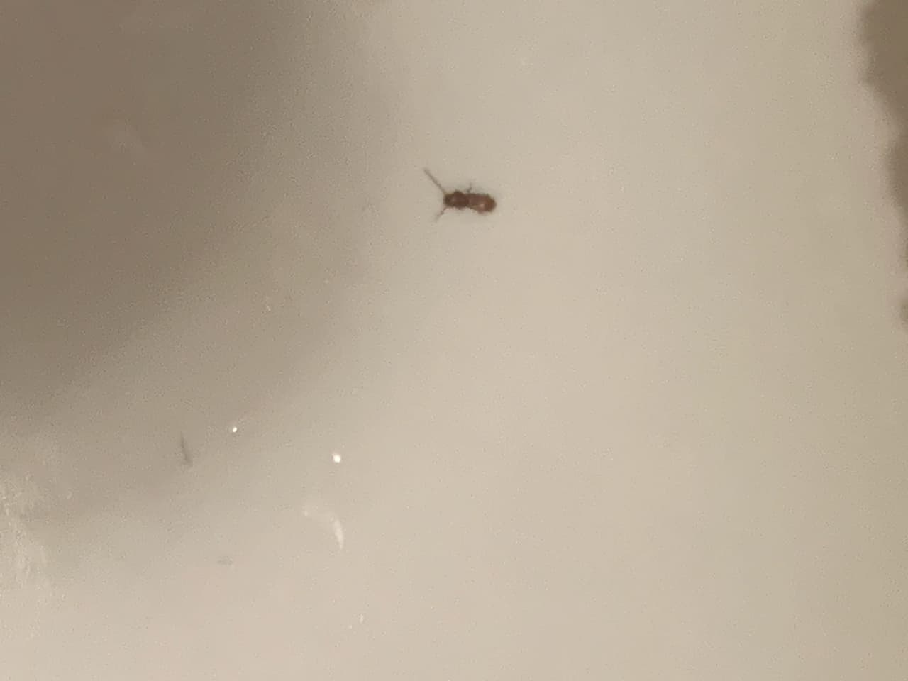 鑑定 請問這是蟑螂嗎? 昆蟲板 Dcard