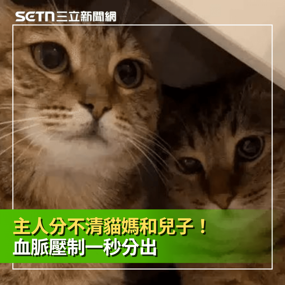 主人分不清貓媽媽和兒子，貓媽上去打兒子一頓 網笑：血脈壓制 - SETN三立新聞網 (@setn54) | Dcard