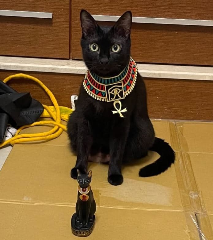 牠身世坎坷！憑一雙「貓手狠撥」變超嚴美食評論家…至今無人能過關 - SETN三立新聞網 (@setn54) | Dcard