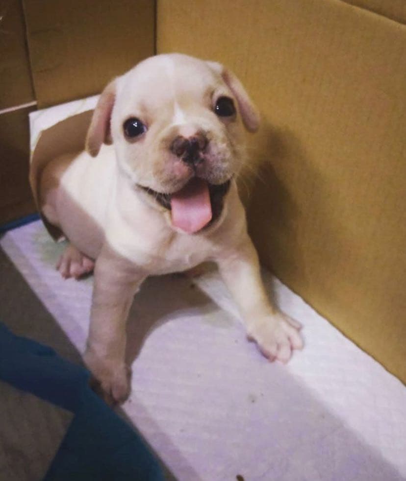 吃可愛長大的法鬥 - B35 留言 | Dcard