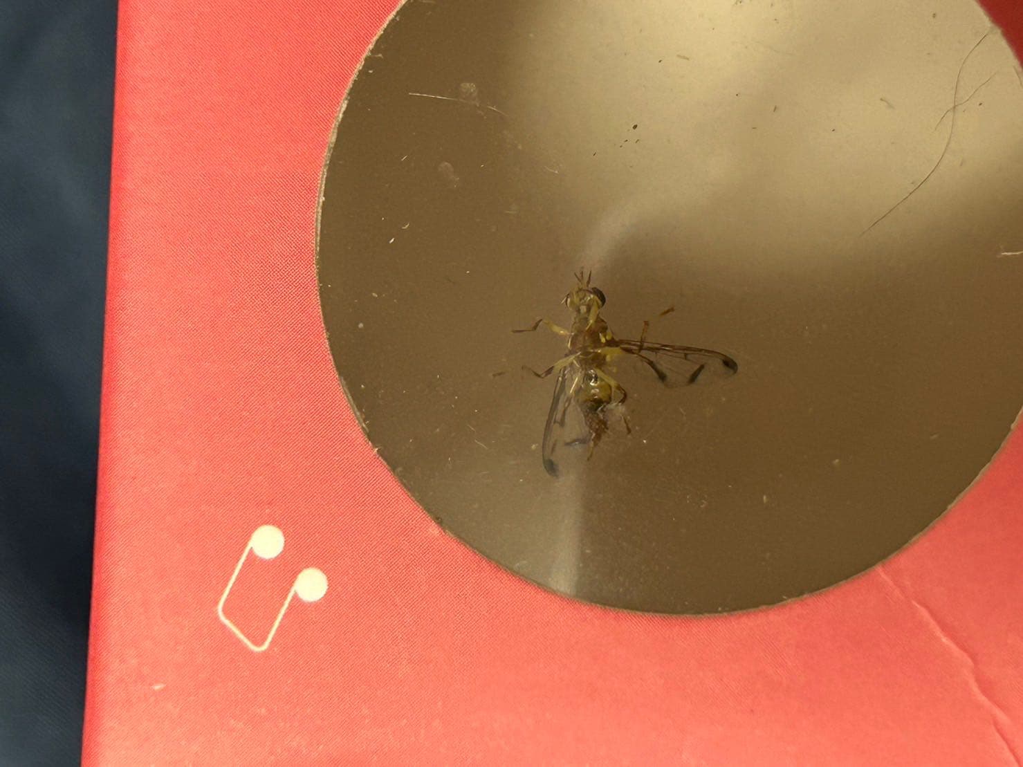 鑑定 請問這是什麼蟲😨 昆蟲板 Dcard