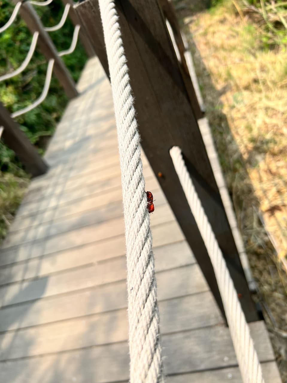 請益 請問這是什麼昆蟲🐞? 昆蟲板 Dcard