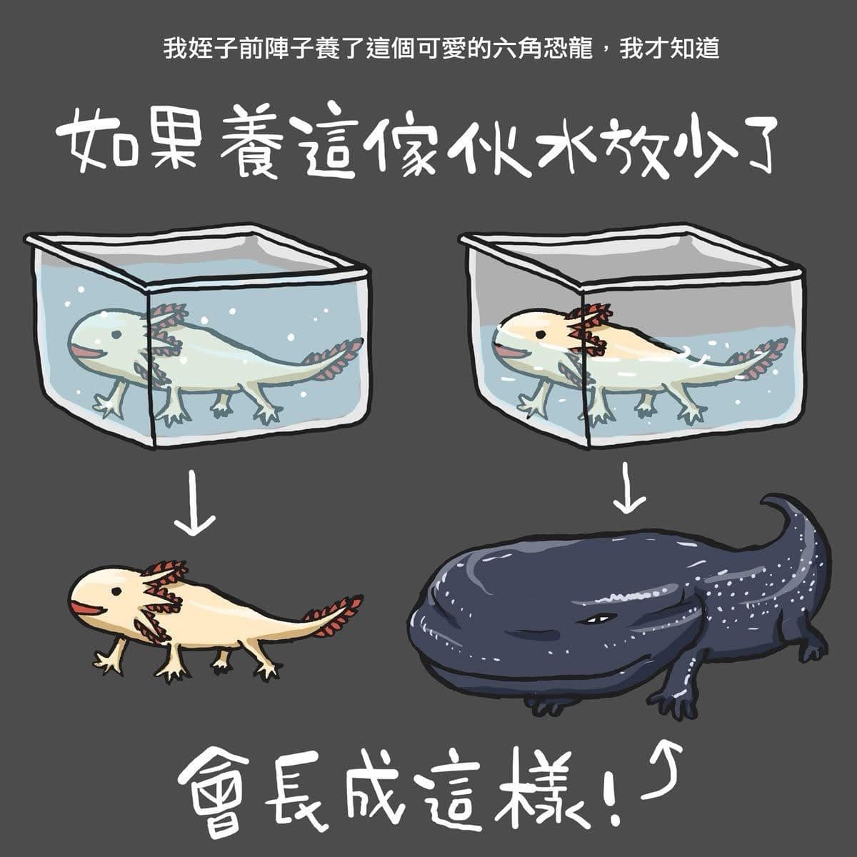 WTF 六角恐龙还会进化 - MY_Pets板 | Dcard