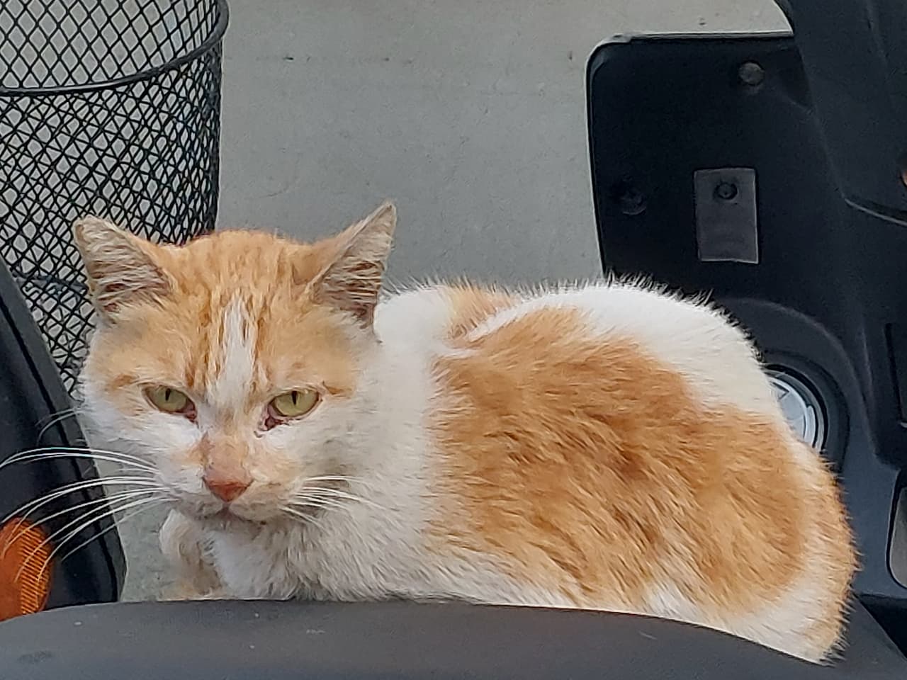 Nothing. Just some random cat pics. Note. There are more in comments ...