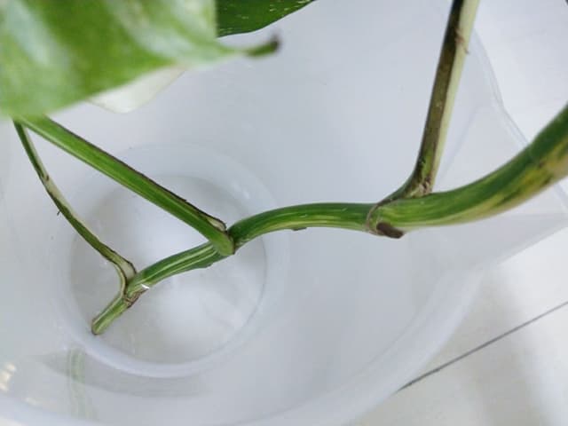 #觀葉 #詢問 - B19 留言 | Dcard