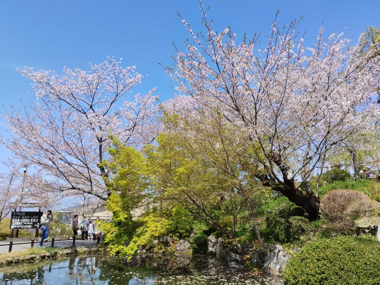 京都櫻花現況 20250412 - 日本旅遊板 | Dcard