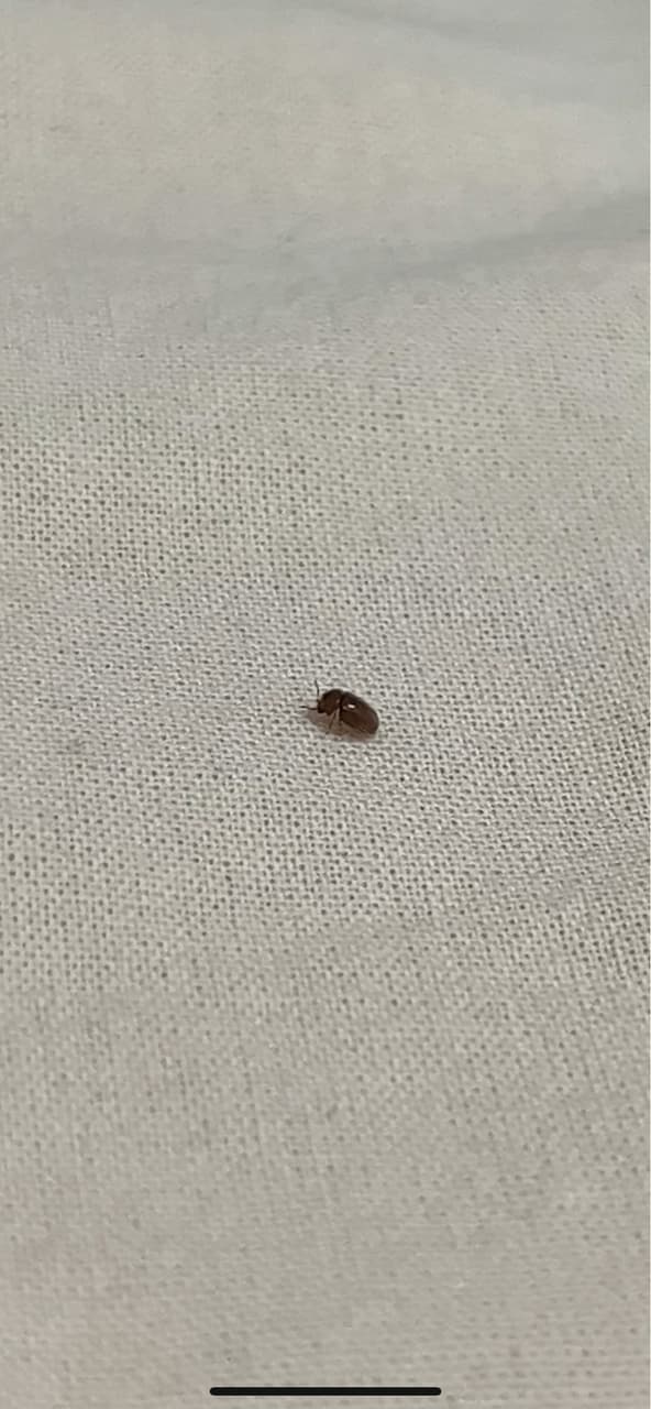 鑑定 這到底是什麼蟲😭 昆蟲板 Dcard