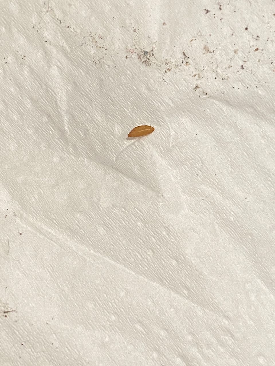 鑑定 鑑定 (已解決)請問這個是什麼蟲的卵? 昆蟲板 Dcard