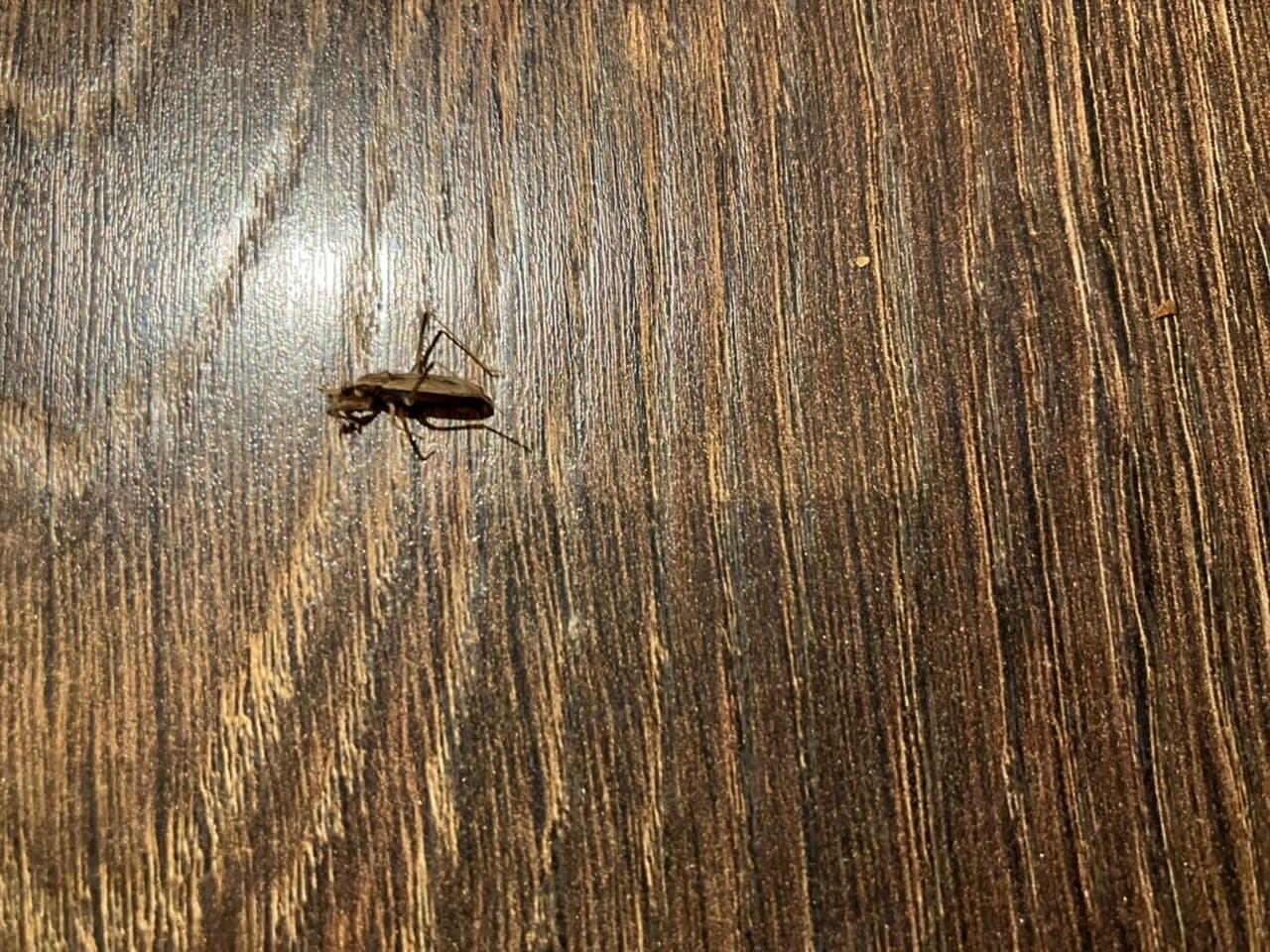 發問 圖 請問這個是什麼蟲蟲 問答板 Dcard