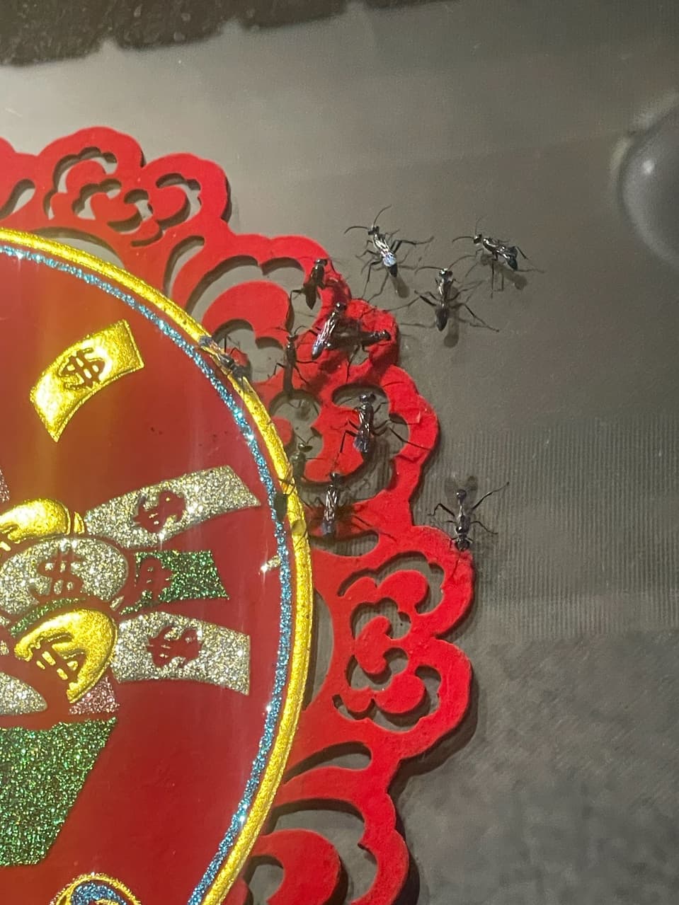 請益 請問這是什麼蟲! 昆蟲板 Dcard