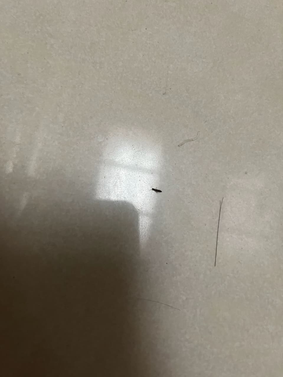 請益 這是什麼蟲蟲 昆蟲板 Dcard