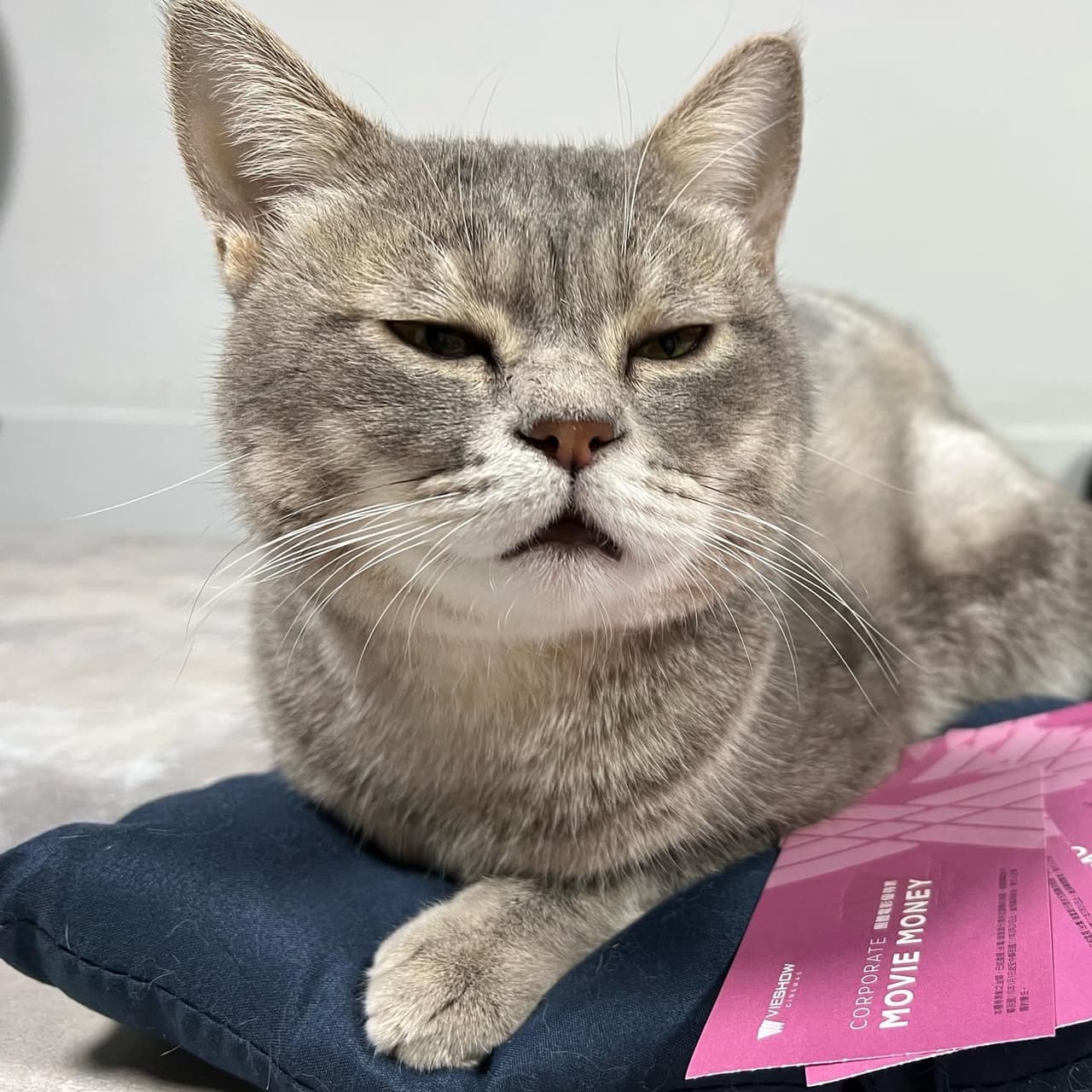 貓咪打哈欠 - 搗灰的娘親 (@mm951113) | Dcard