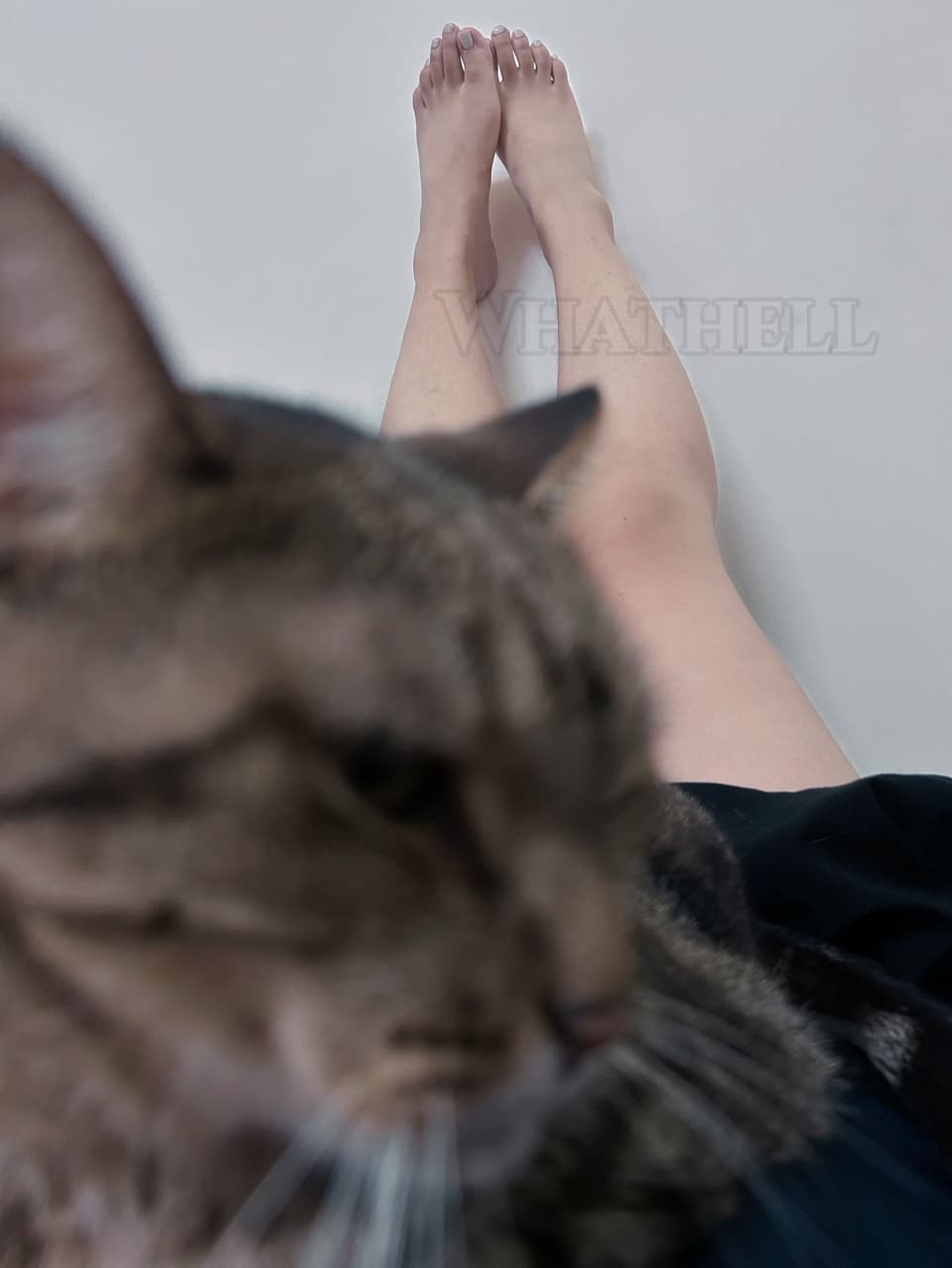 🐈🦵🏻🦶🏻 - 175 (@whathell__) | Dcard