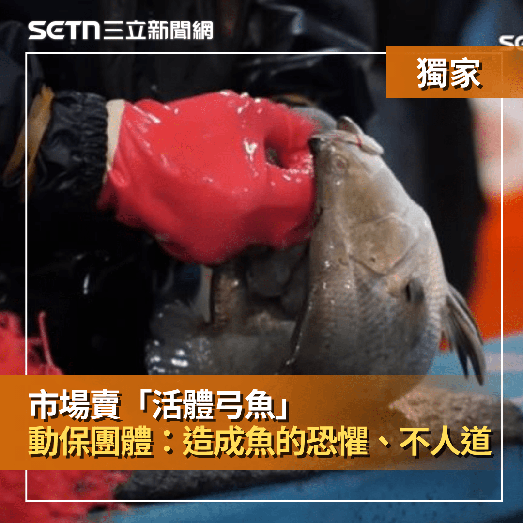 獨家／市場賣「活體弓魚」 專家籲勿買：魚肉被污染、肉質差 - SETN三立新聞網 (@setn54) | Dcard