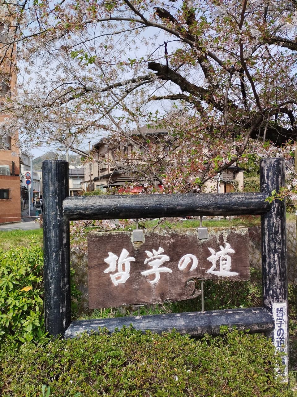 京都櫻花現況 20250412 - 日本旅遊板 | Dcard