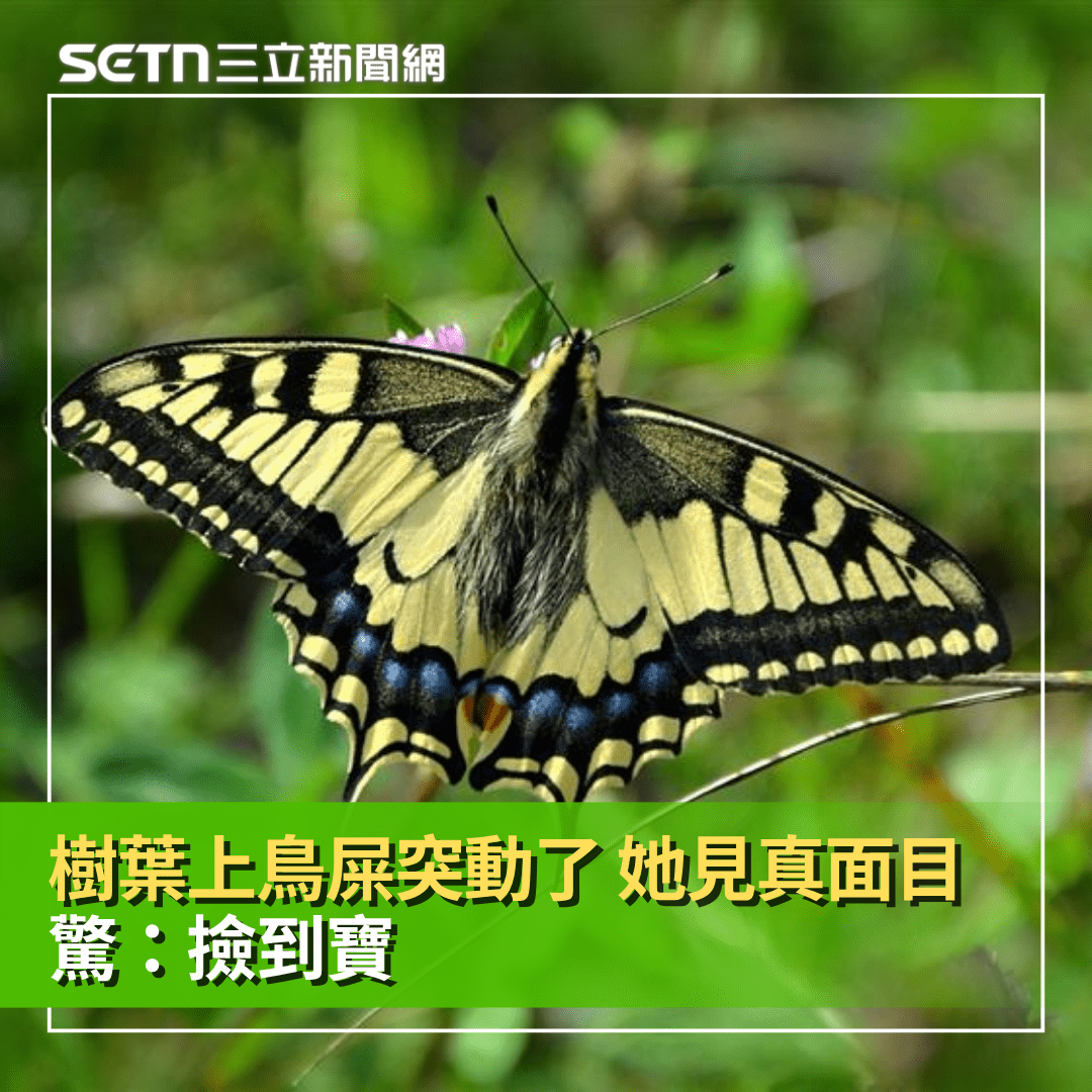 樹葉上「鳥屎突動了」！她細心照顧 見「真面目」驚覺撿到寶 - SETN三立新聞網 (@setn54) | Dcard