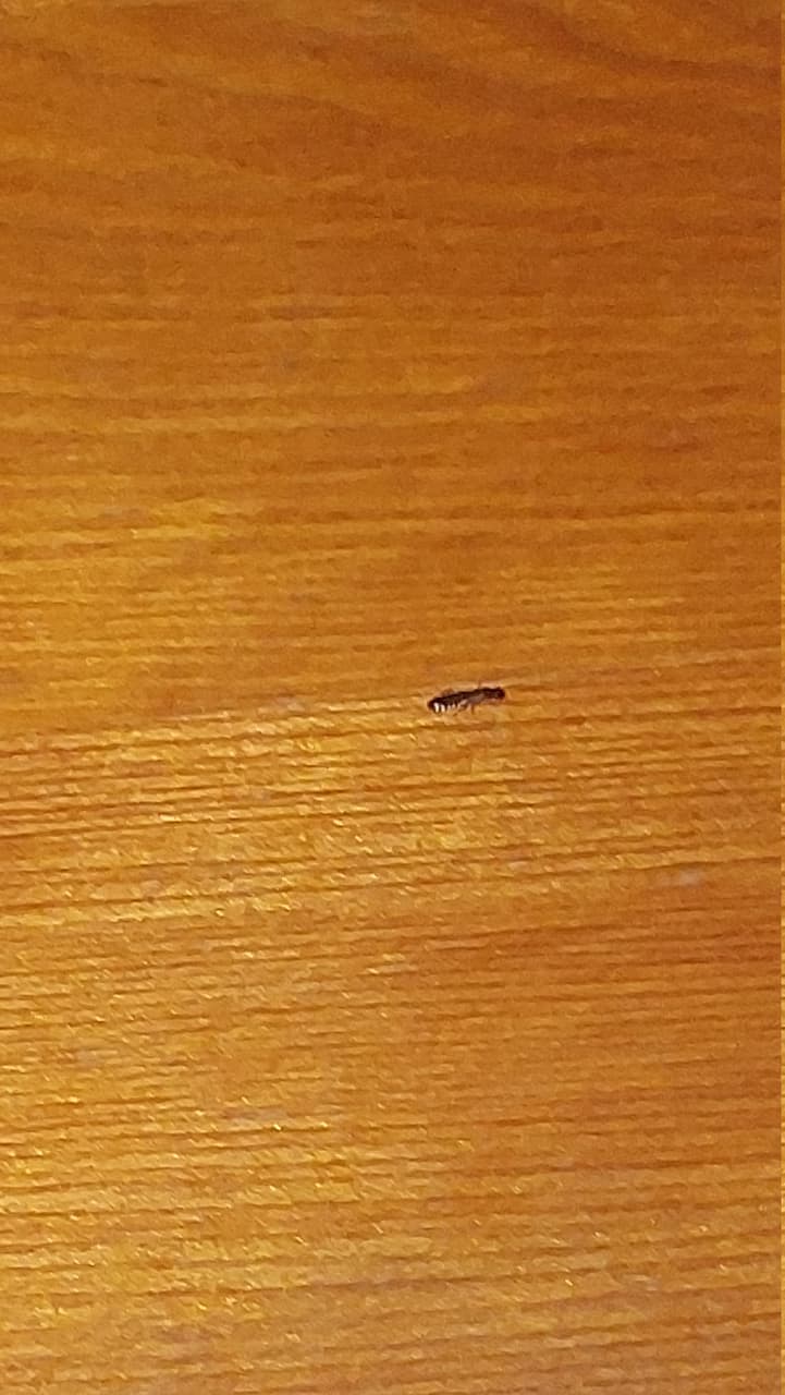 請益 請問這是什麼蟲蟲? 昆蟲板 Dcard