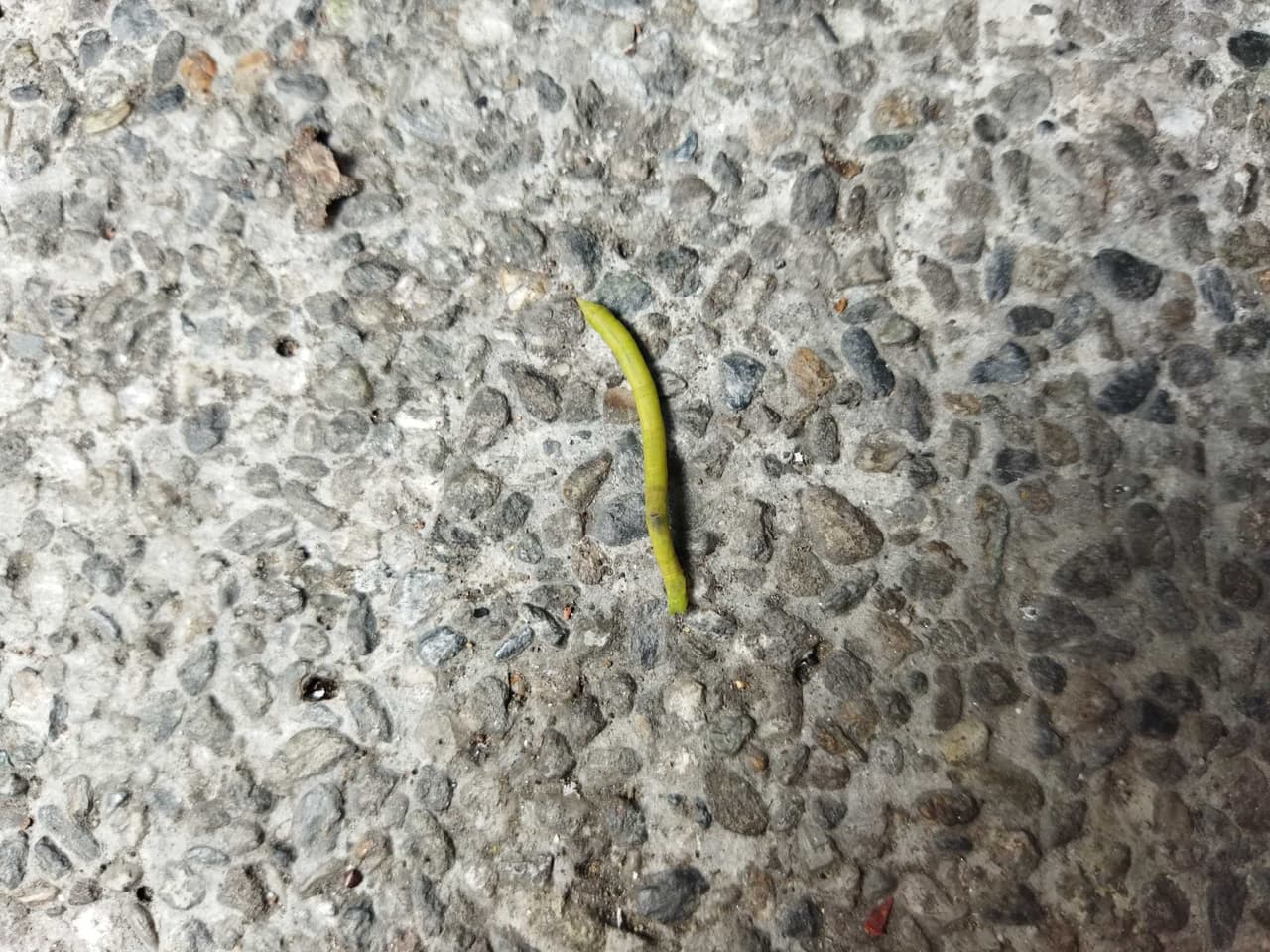 鑑定 請問這是什麼昆蟲的幼蟲? 昆蟲板 Dcard