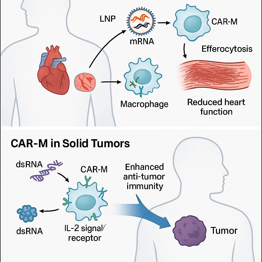 🧠 CAR-M 革命不只抗癌！心肌與實體瘤治療的新邊界正被打開 - 藥時事 Drugnews (@drugnews) | Dcard