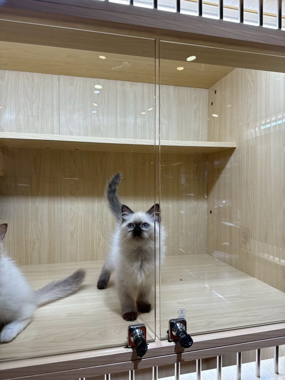 #討論 貓咪取名請益/求優質獸醫推薦 - 寵物板 | Dcard