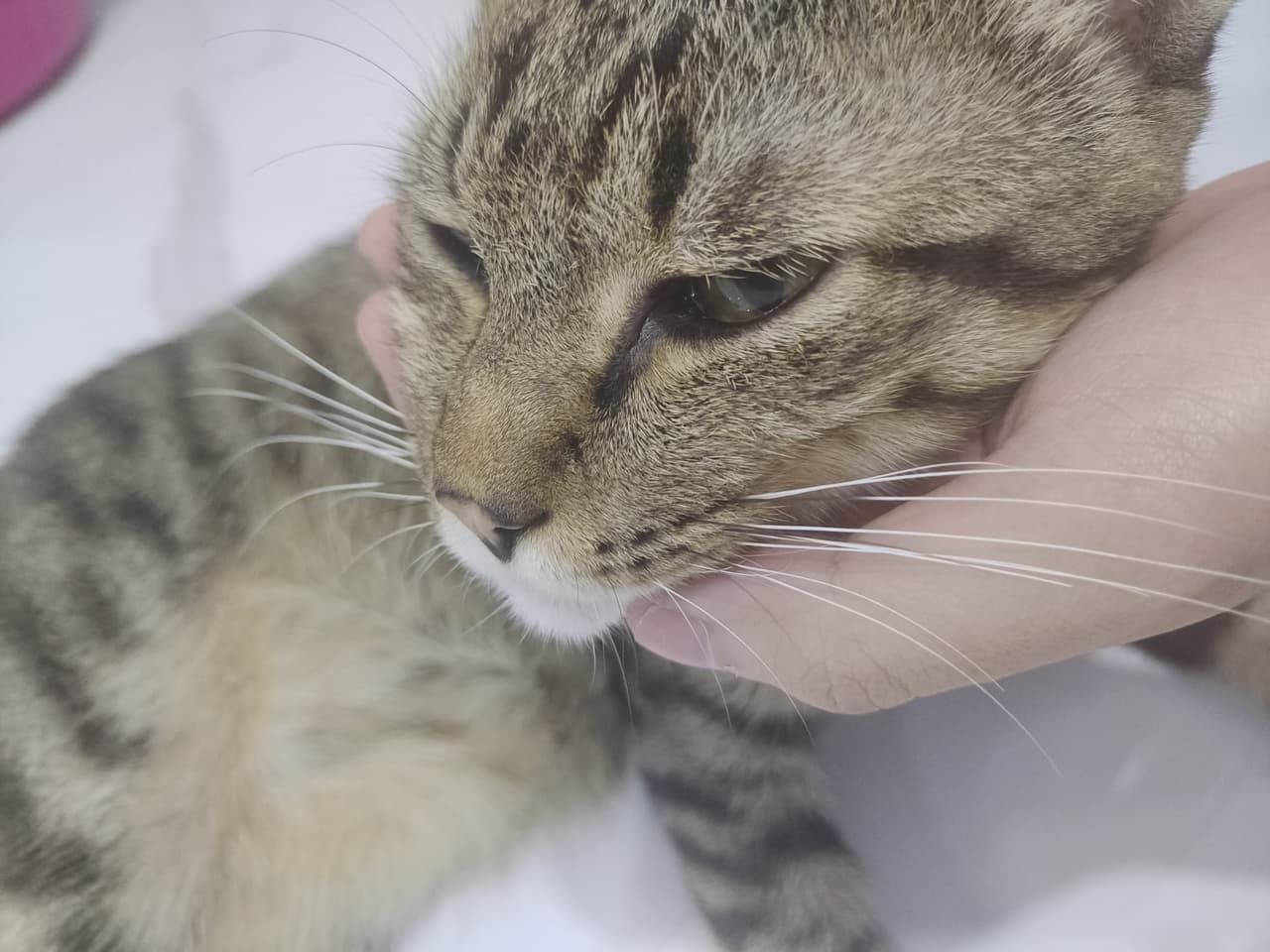 路过的喵一声 - MY_Pets板 | Dcard