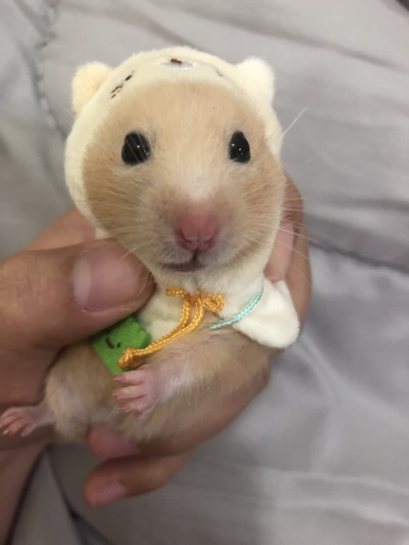 大家來蓋鼠鼠大樓讓鼠鼠送養出去 - B86 留言 | Dcard