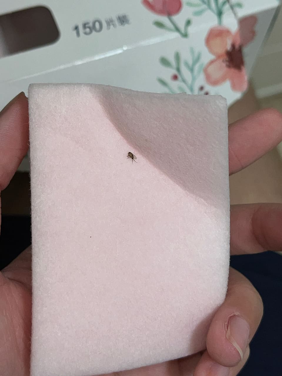 鑑定 像蟑螂但不是蟑螂的蟲 昆蟲板 Dcard