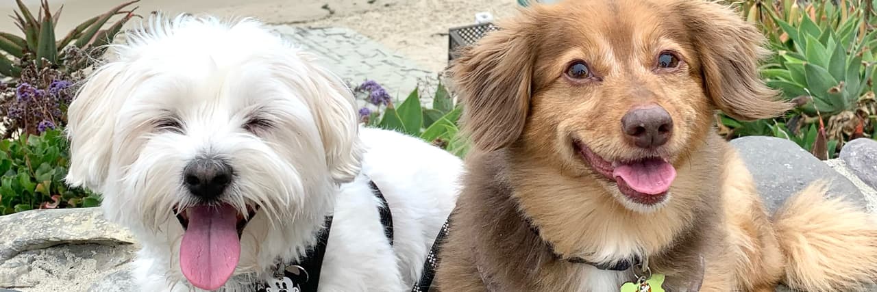 張鬼斯 (@ghostootd) | Dcard