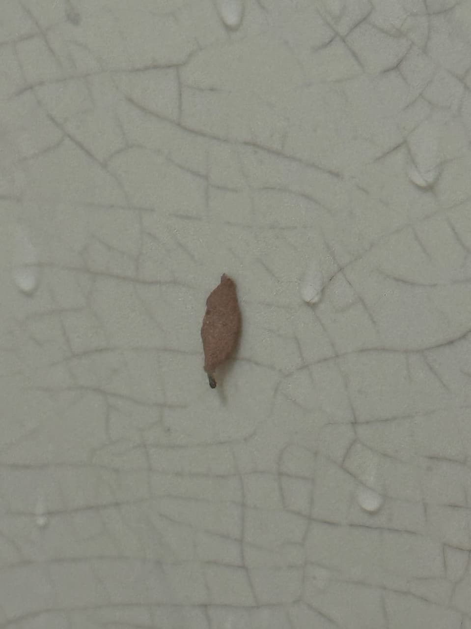 鑑定 請問這是什麼 昆蟲板 Dcard