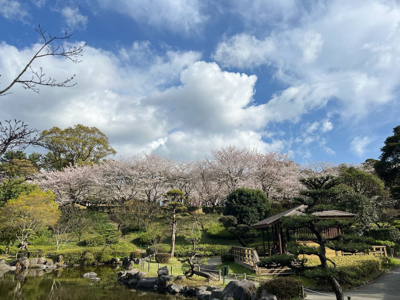 鹿兒島縣ꕤ˚⊹₊追櫻花&活火山之旅🌸🌋 ꔛ櫻島篇 - 日本旅遊板 | Dcard