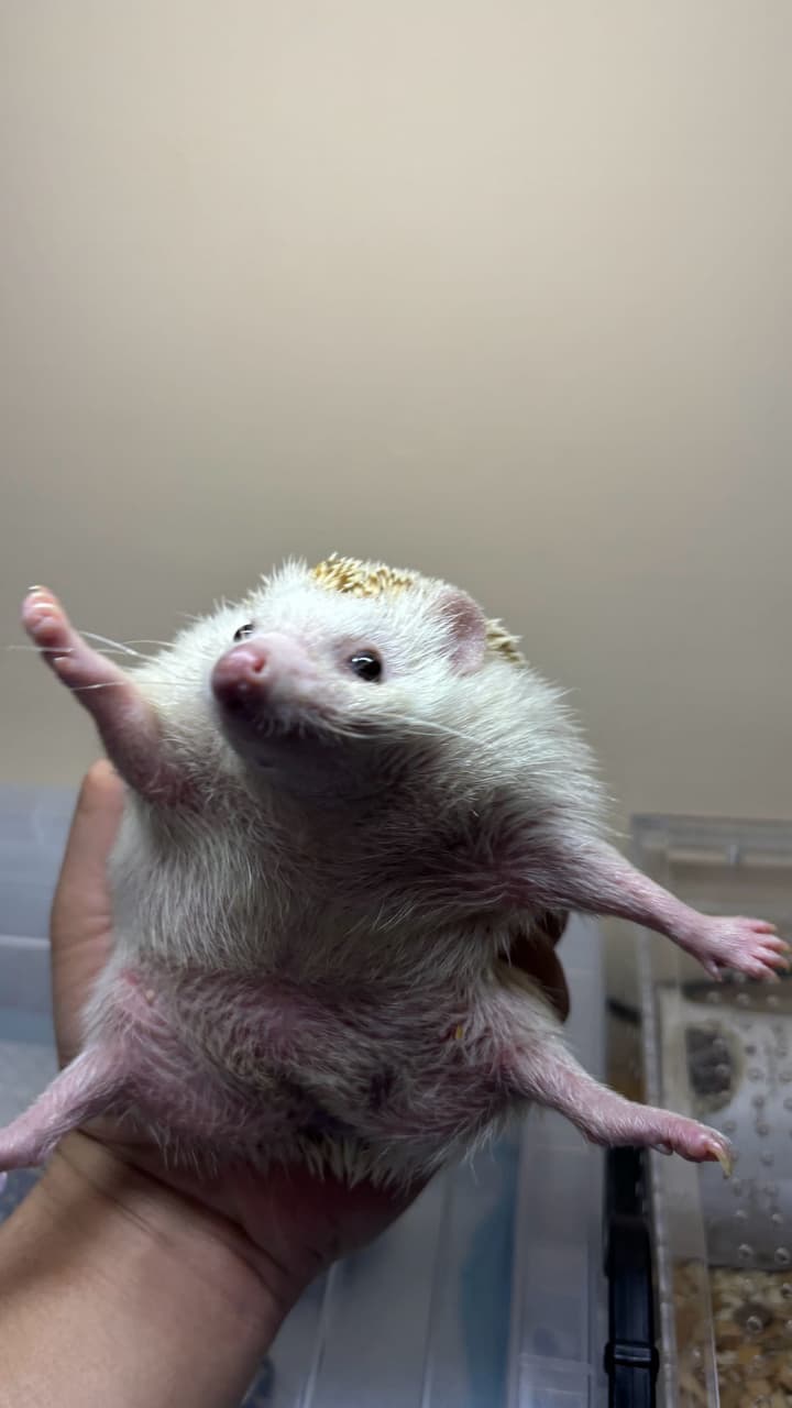 分享萌寵（有蛇誤入） - 雙魚與雙魚的初戀 (@return34) | Dcard