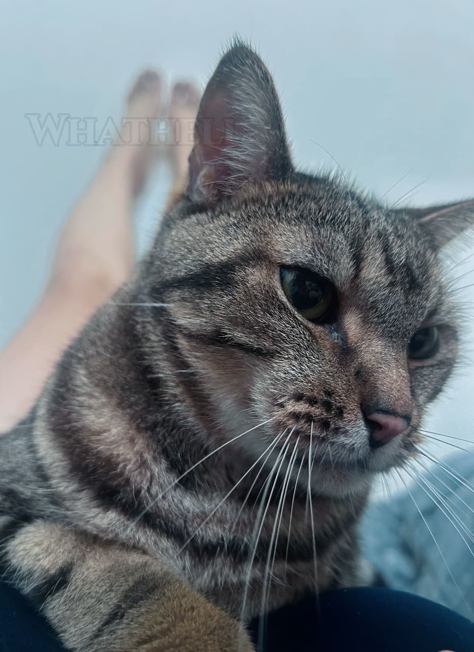 🐈🦵🏻🦶🏻 - 175 (@whathell__) | Dcard