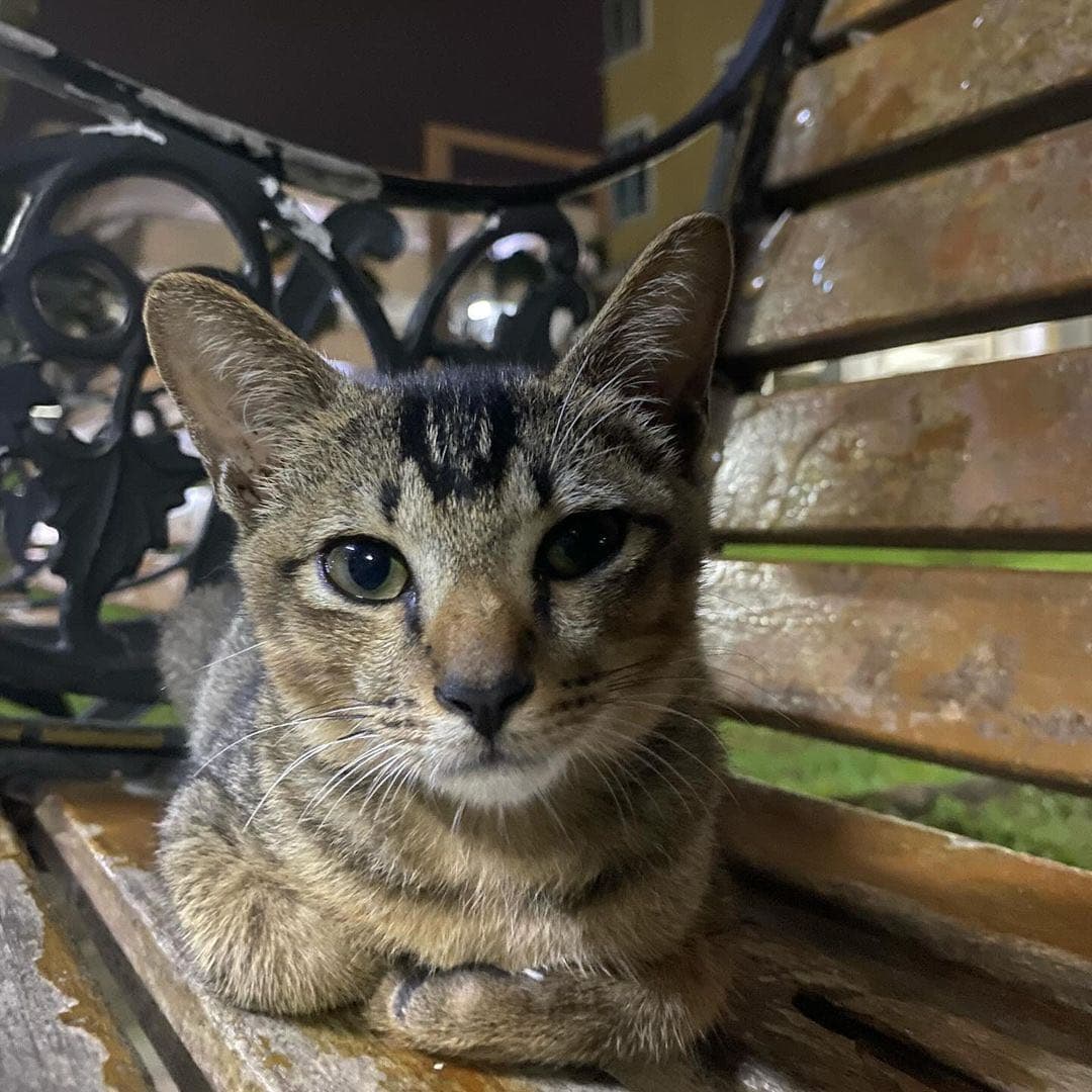 猫猫教万岁！🐈 - MMU板 | Dcard