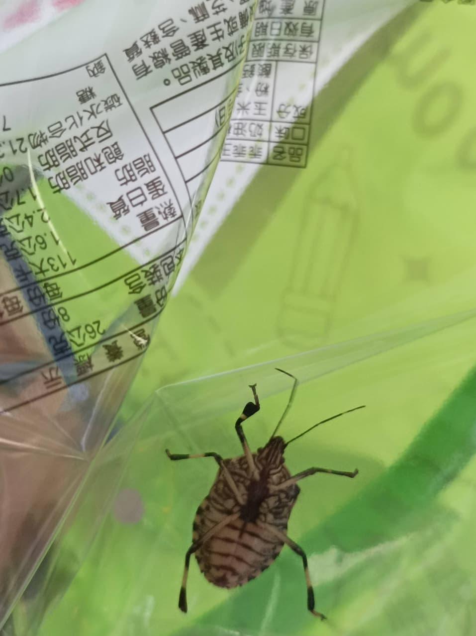 鑑定 這啥蟲? 昆蟲板 Dcard