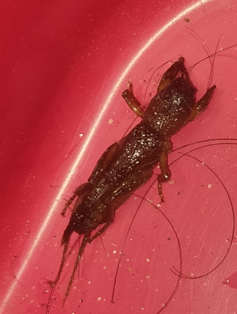 鑑定 請問這是什麼蟲? 昆蟲板 Dcard