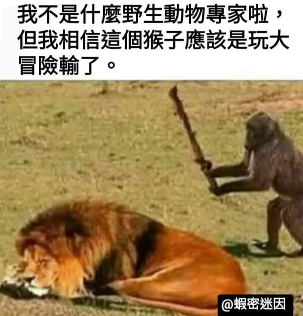 猴子：當時應該玩真心話 - 梗圖板 | Dcard