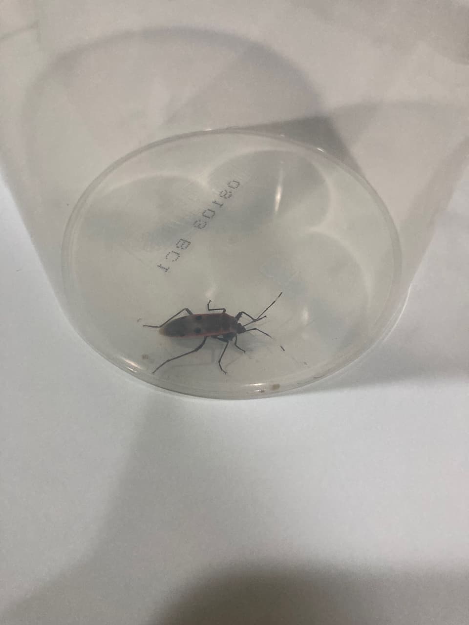 鑑定 請問這是什麼🐛 昆蟲板 Dcard