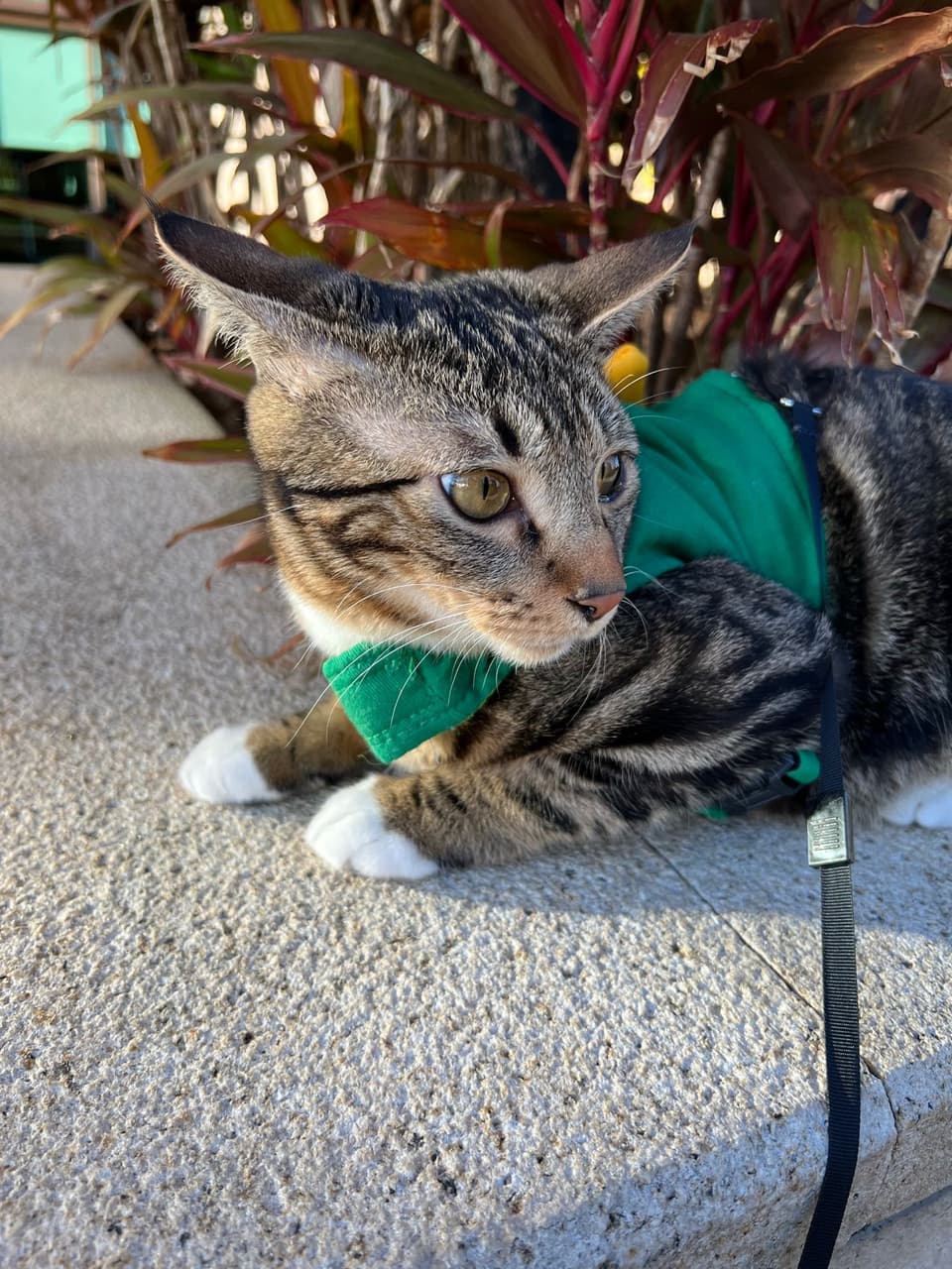 貓日記part9，碳碳愛散步 - 龍豬毛毛🤍 (@dpccsh) | Dcard